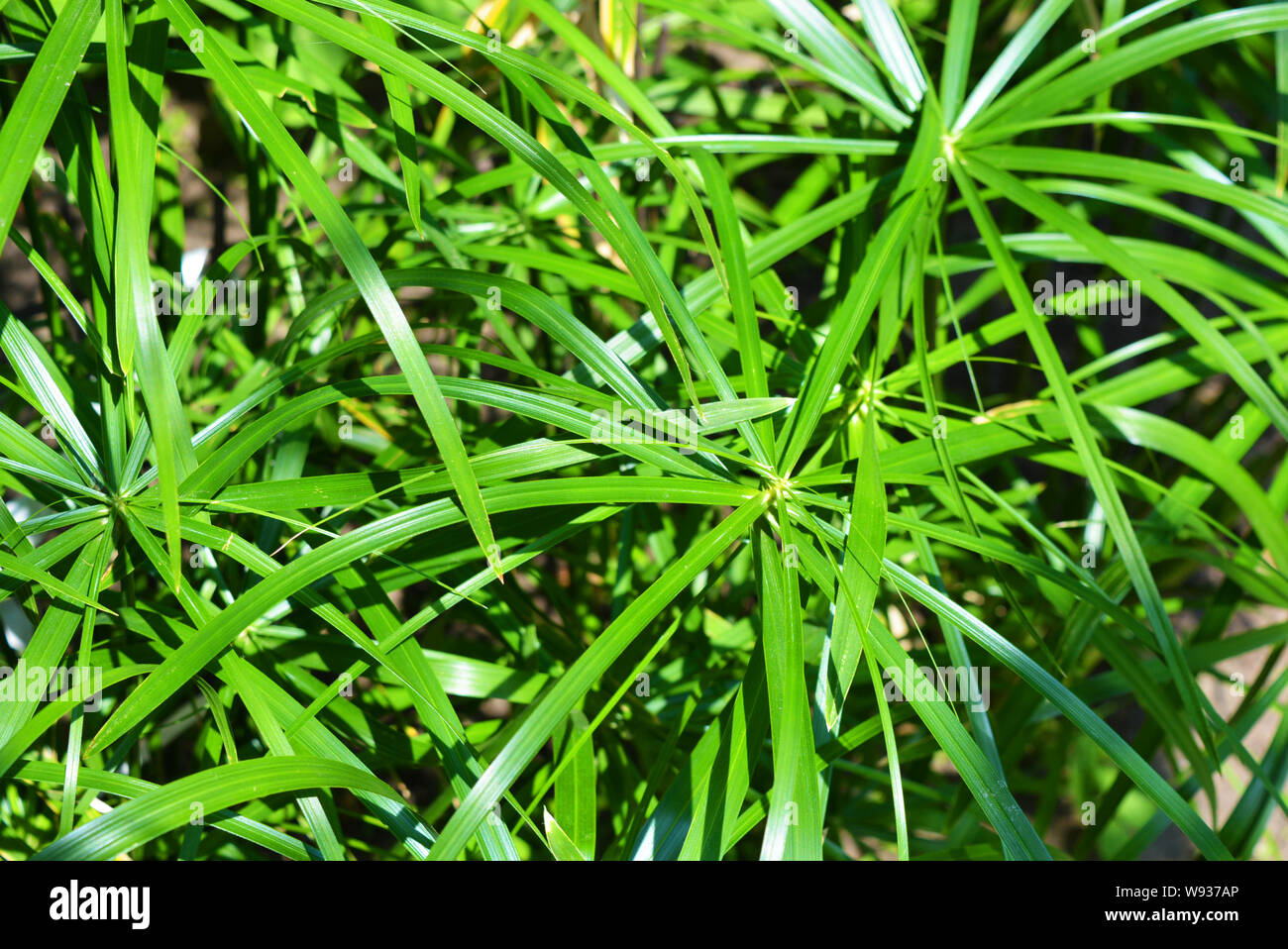 Green leaves of home cyperus flower, crossed by a network of linear ...