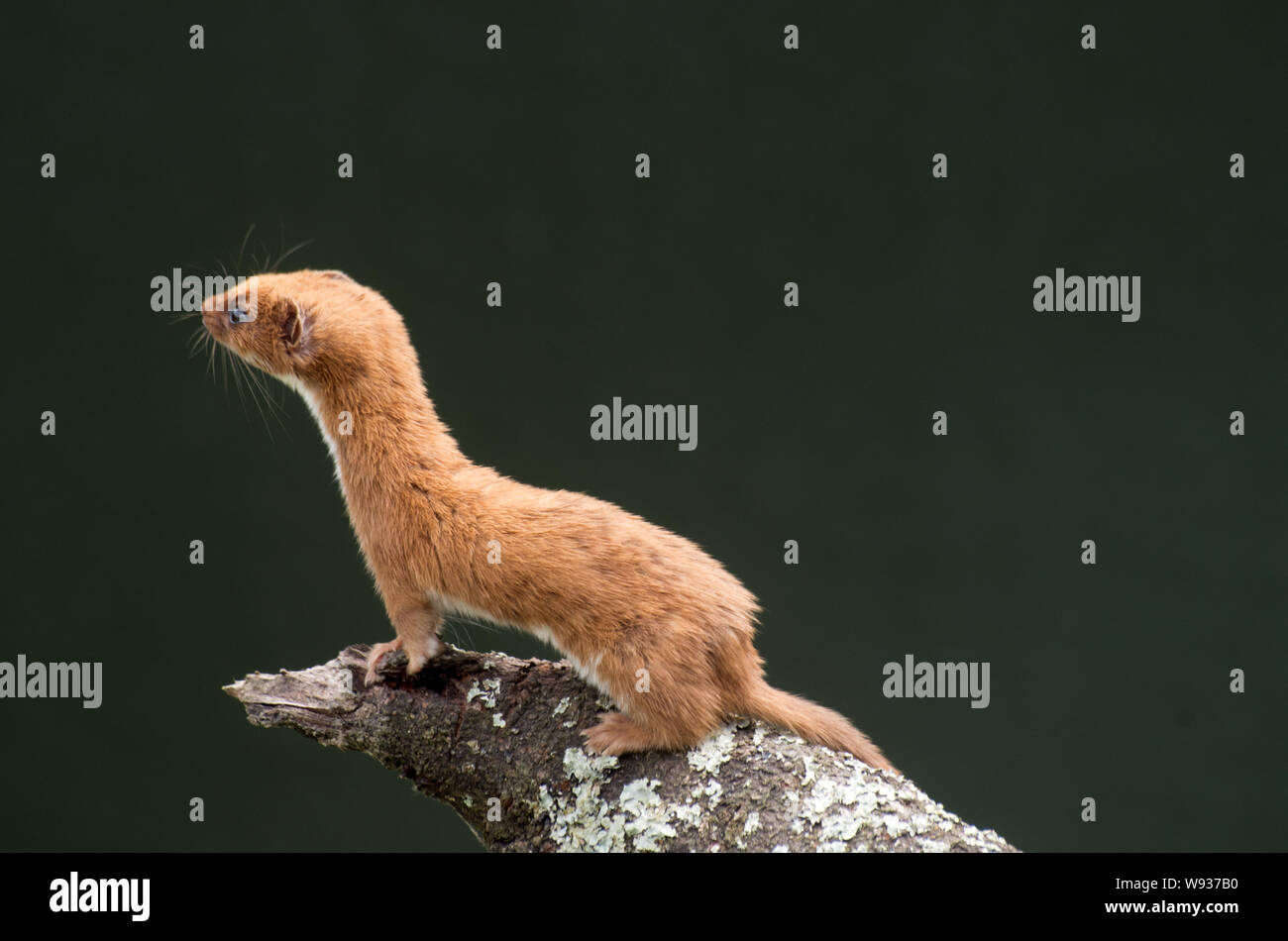 WEASEL Mustela Nivalis Captive Stock Photo - Alamy