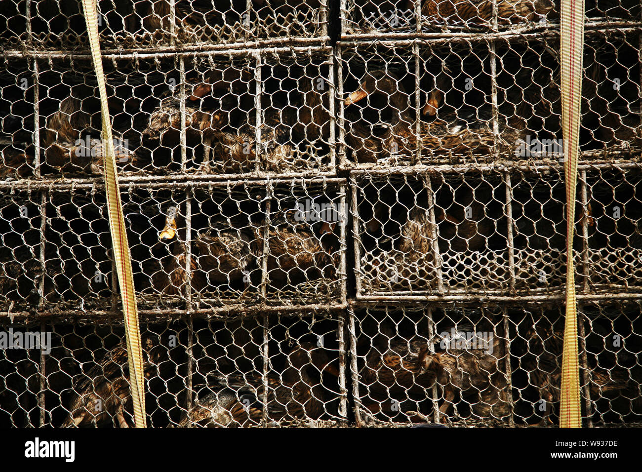 Caged duck hi-res stock photography and images - Alamy