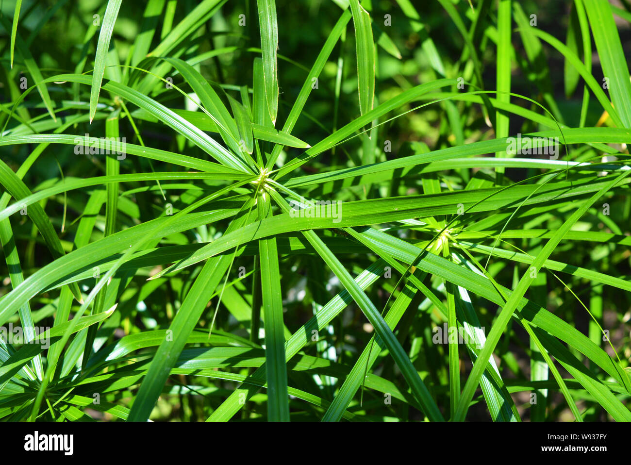 Green leaves of home cyperus flower, crossed by a network of linear ...
