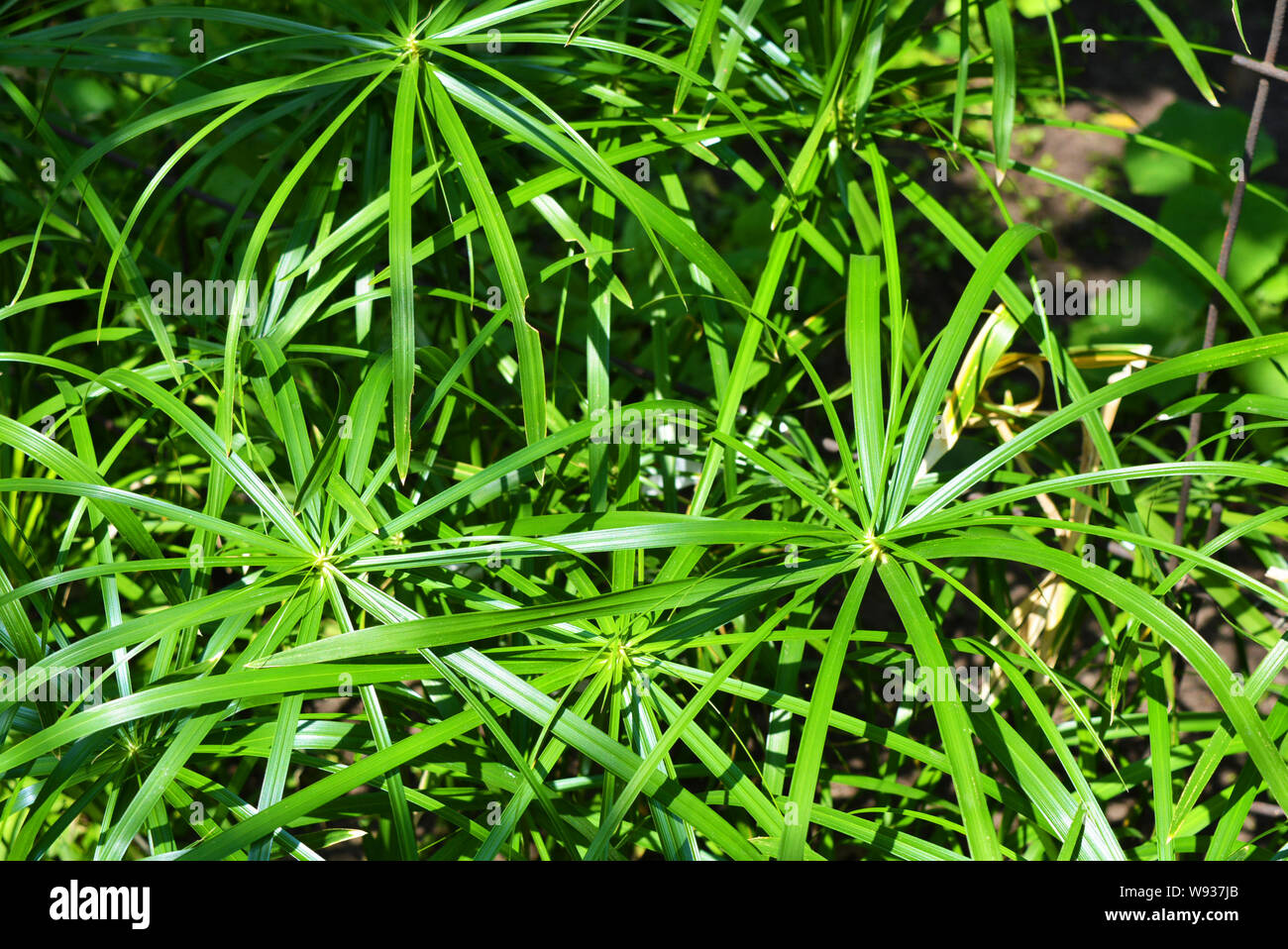 Green leaves of home cyperus flower, crossed by a network of linear ...
