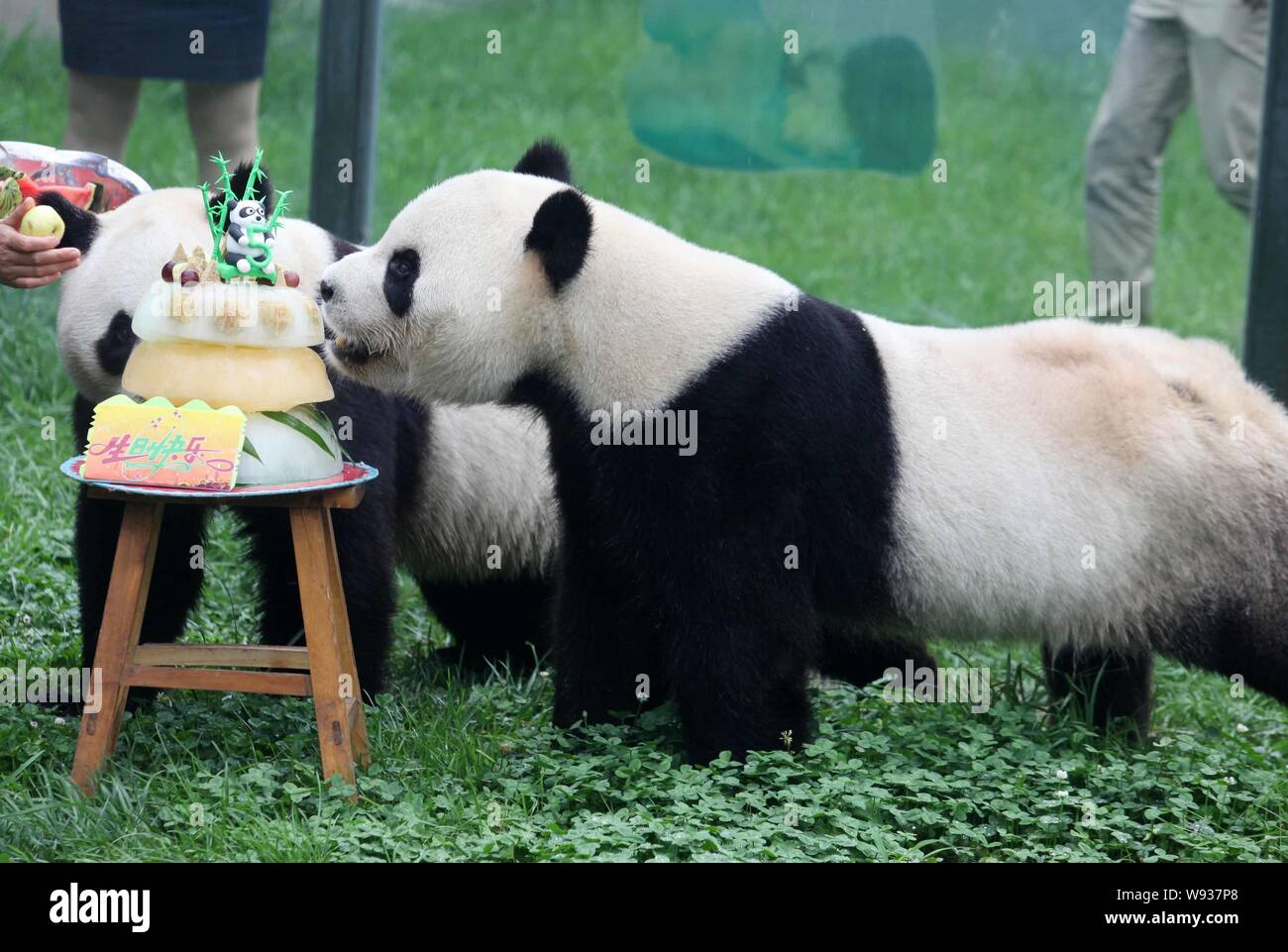 Pandas Eating Cake