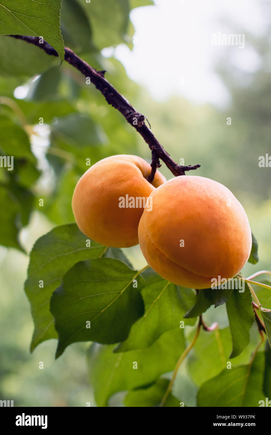 Apricots ripen hi-res stock photography and images - Alamy