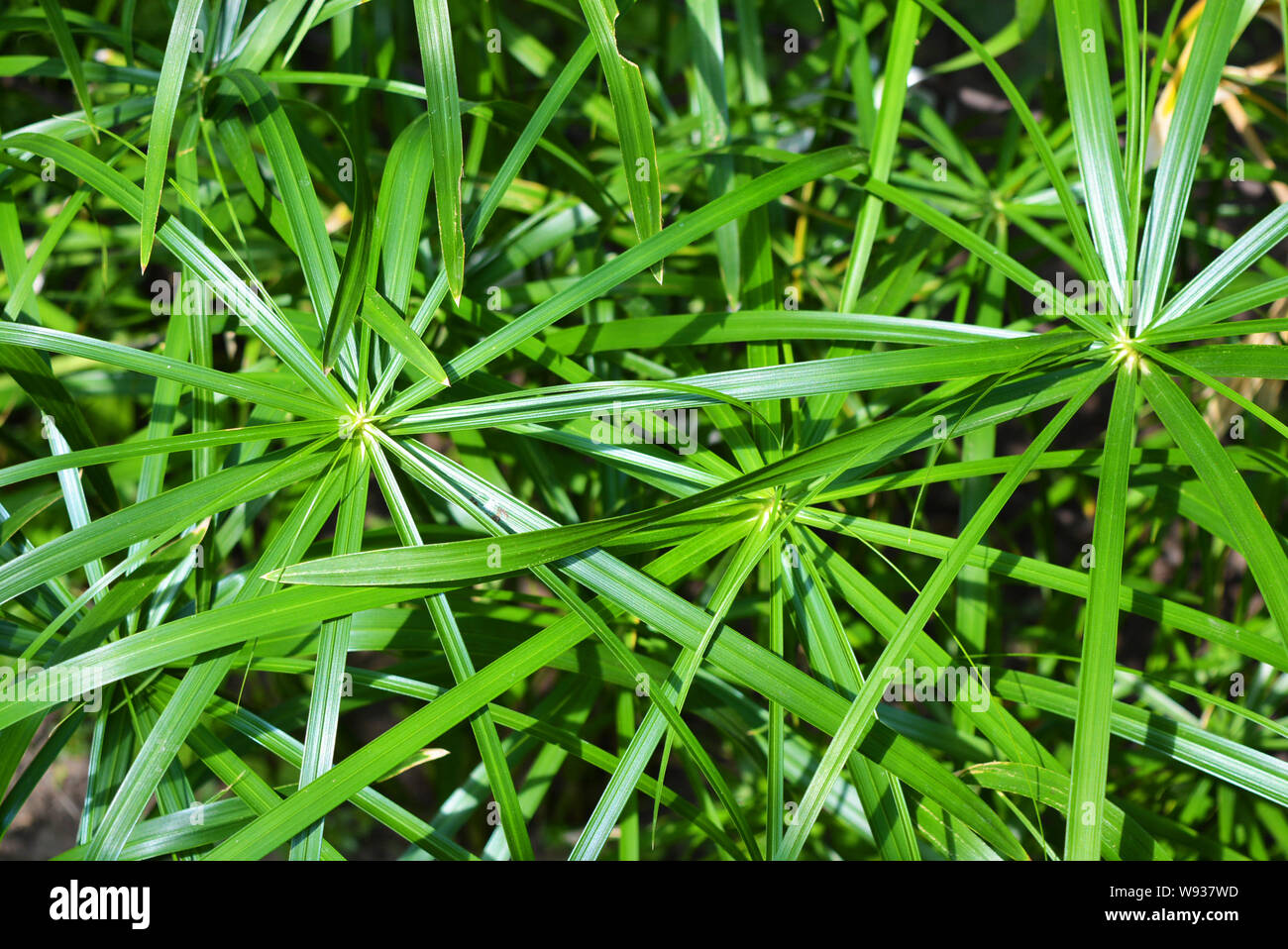 Linear leaves hi-res stock photography and images - Alamy