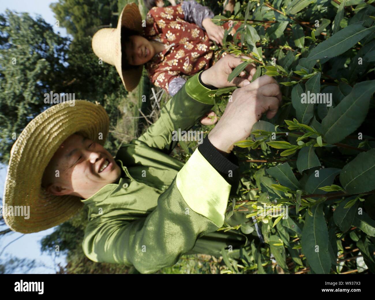 Chinese farmers pick Longjing (dragon well) tea leaves at a tea ...