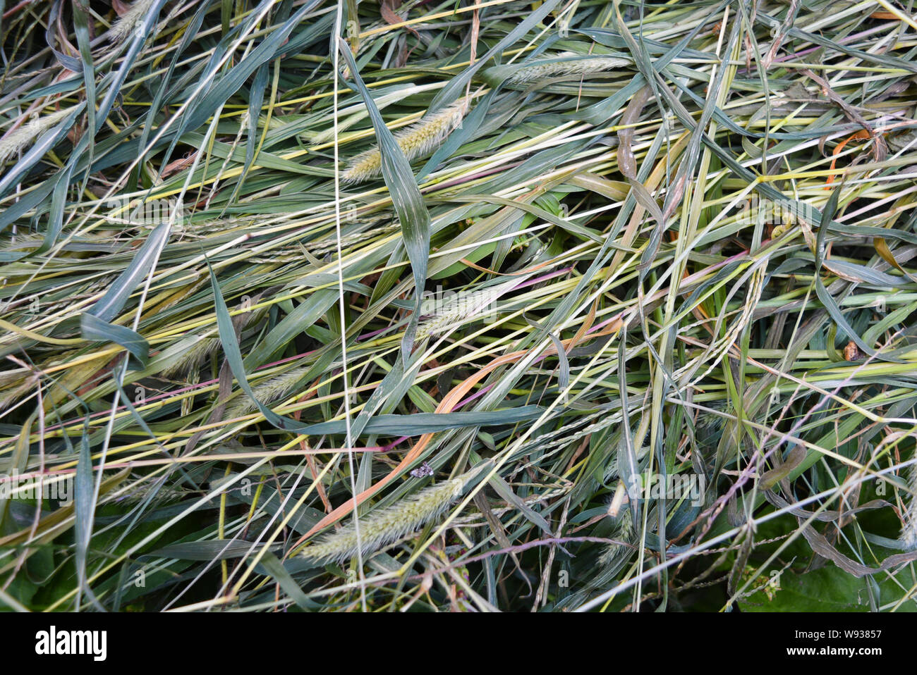 Green dried dry green grass, setaria, foxtail or bristle grasses. An ...