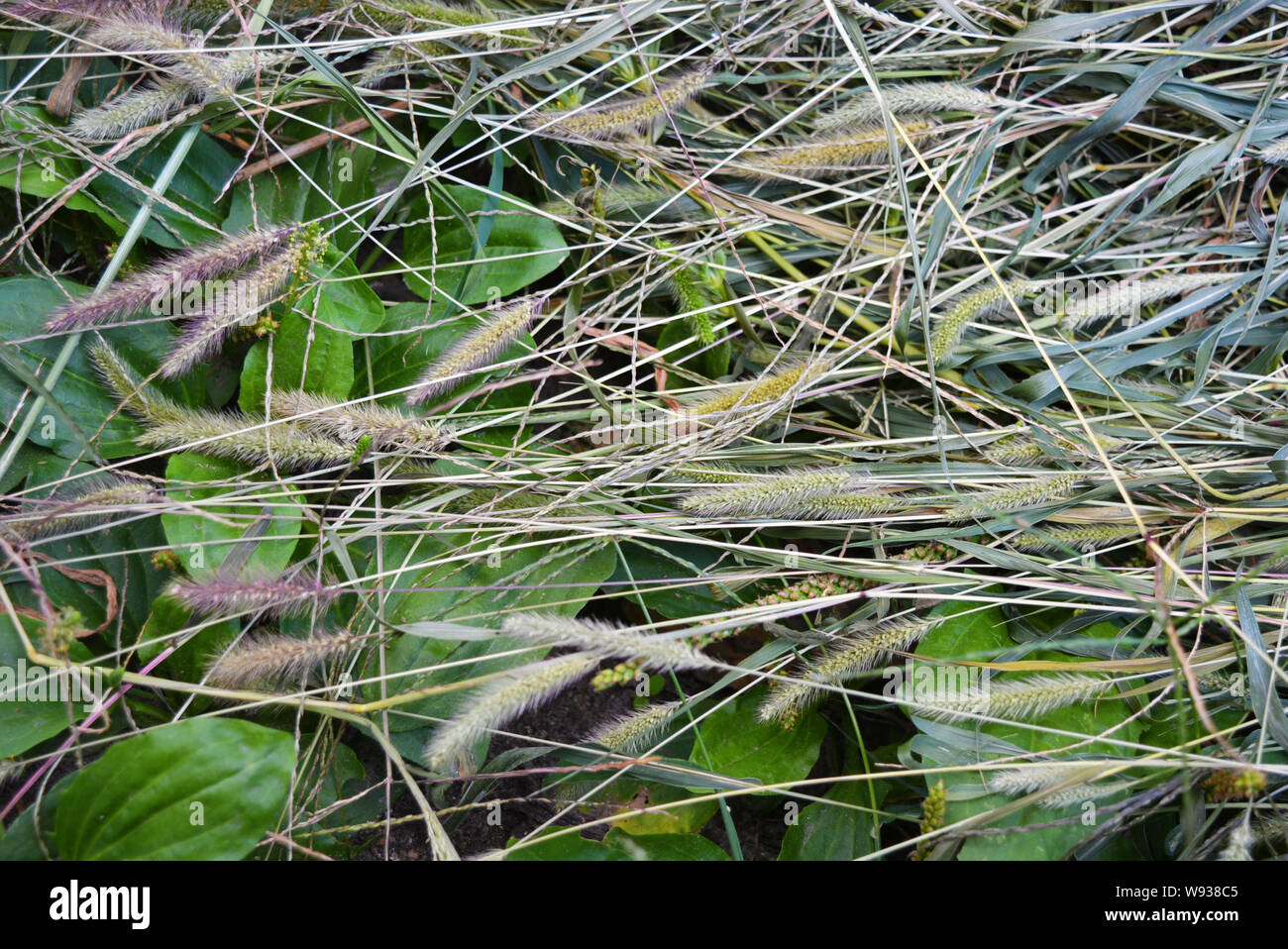 Green dried dry green grass, setaria, foxtail or bristle grasses. An ...
