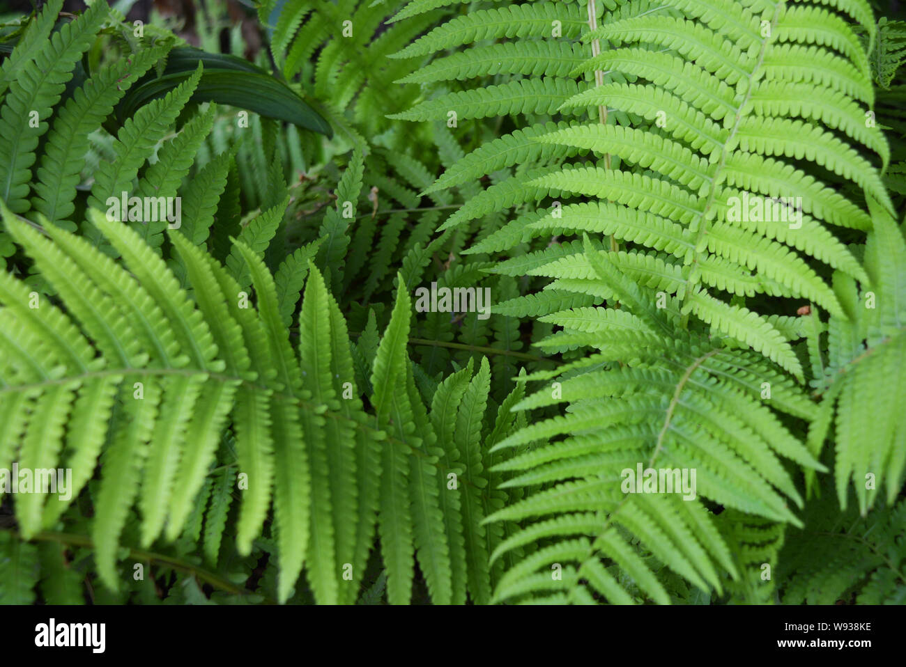 Bright and colorful green long fern leaves with an original structure ...