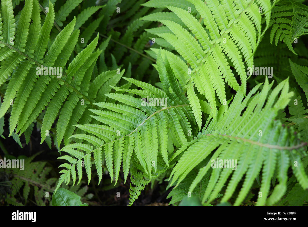 Bright and colorful green long fern leaves with an original structure ...