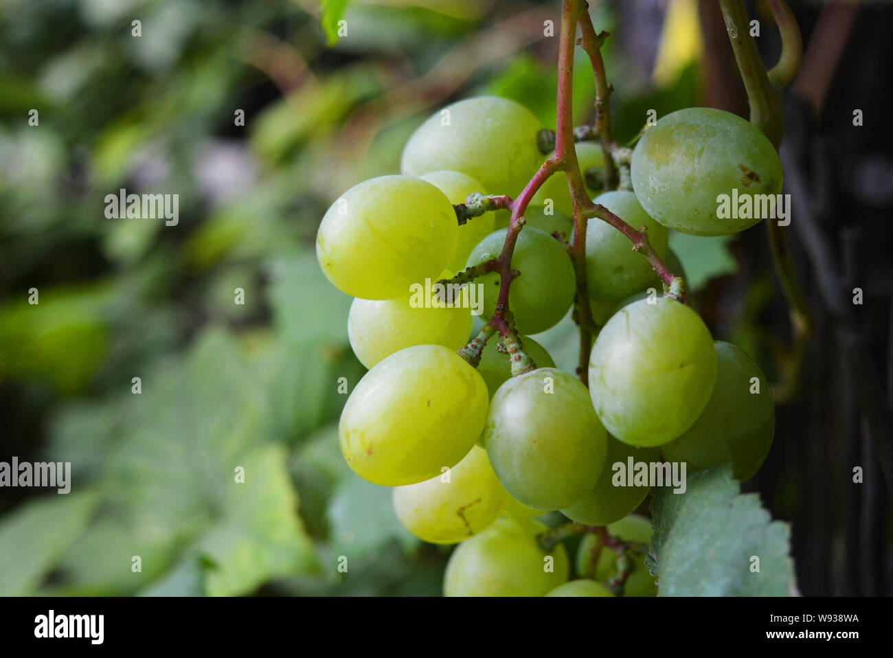 Green bunch of green grapes with large berries hanging on a crown ...