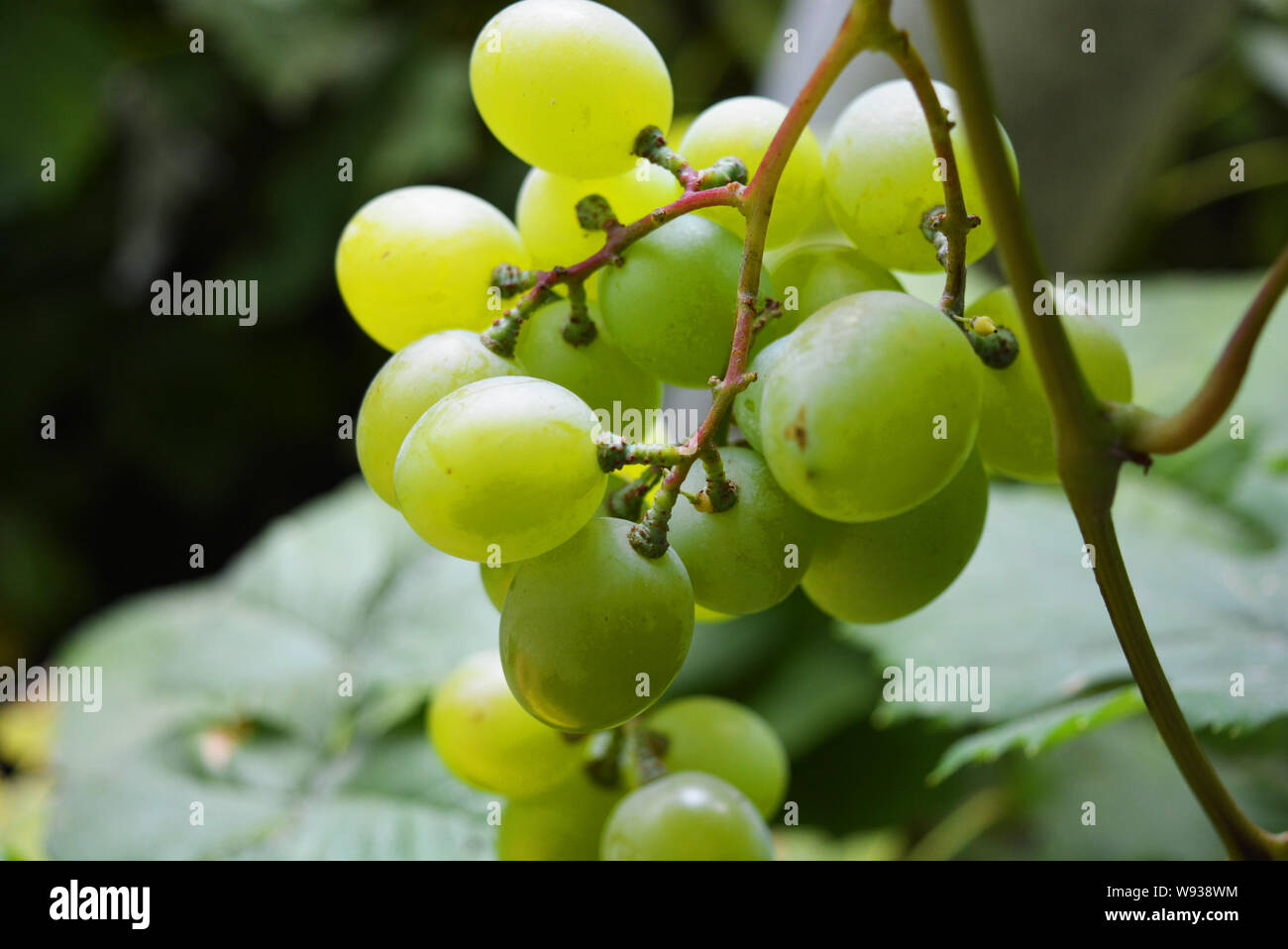 Green bunch of green grapes with large berries hanging on a crown ...