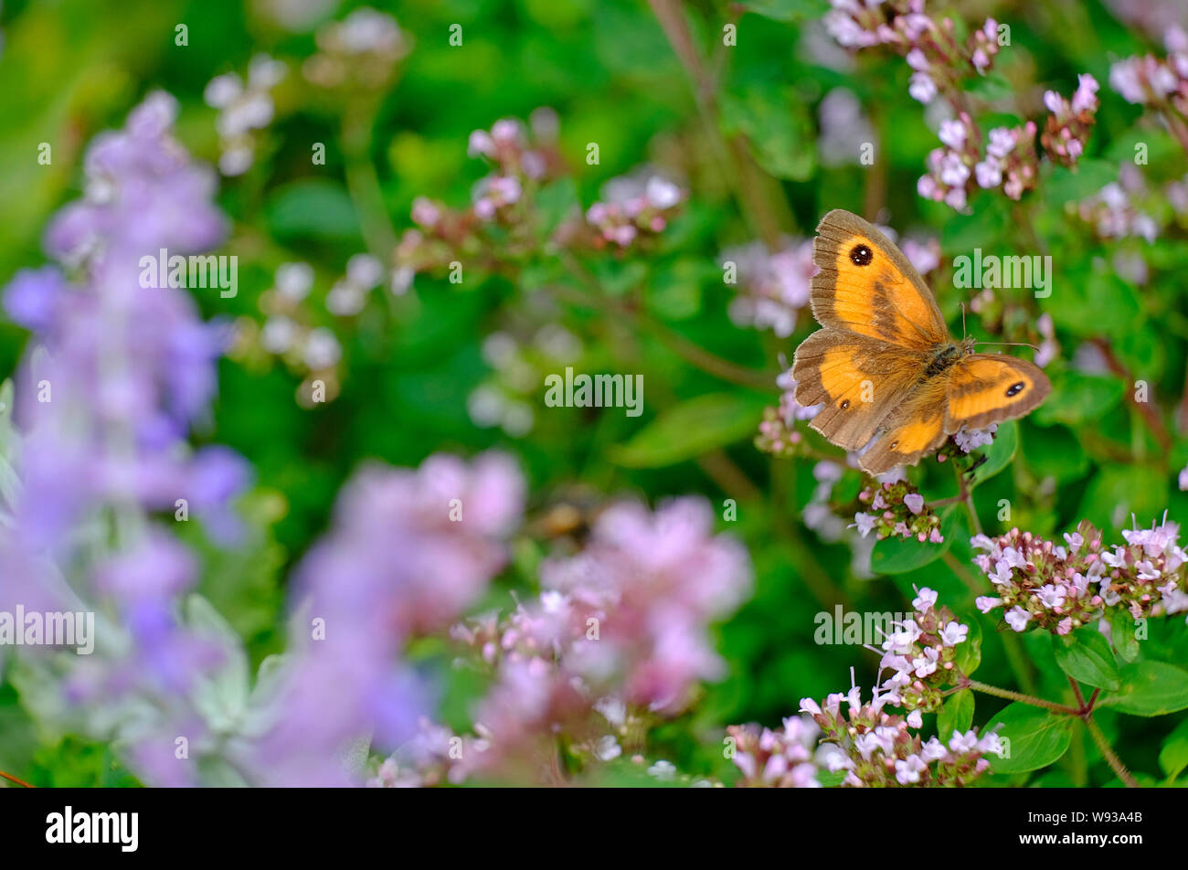 Butterfly in an english garden hi-res stock photography and images - Alamy