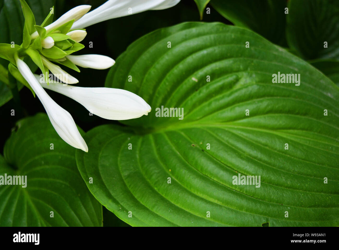 White hosta flowers with large exotic leaves and inflorescences. Green ...