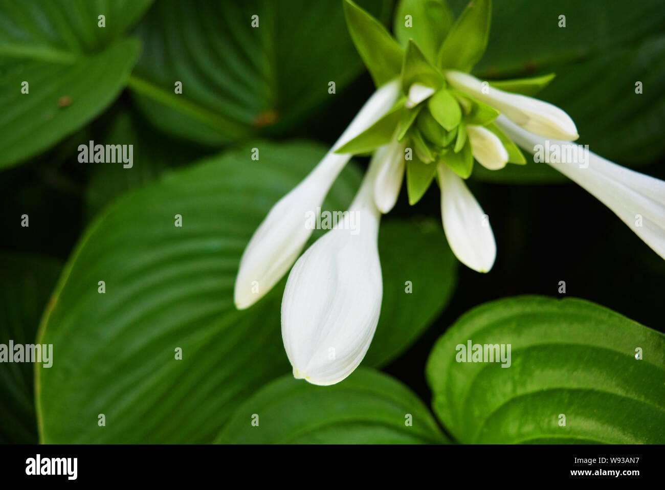 White hosta flowers with large exotic leaves and inflorescences. Green ...