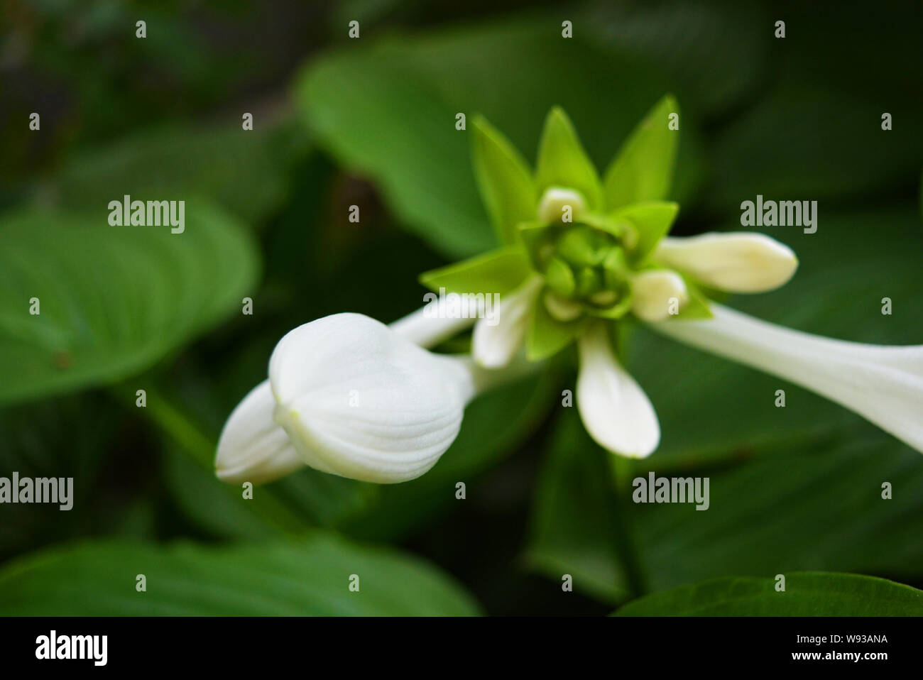 White hosta flowers with large exotic leaves and inflorescences. Green ...