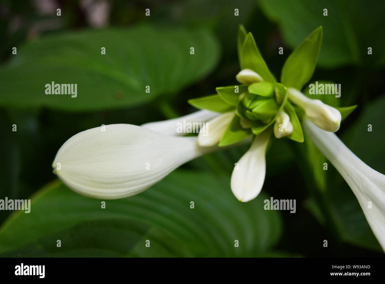 White hosta flowers with large exotic leaves and inflorescences. Green ...