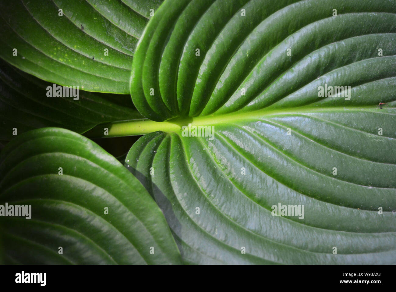 White hosta flowers with large exotic leaves and inflorescences. Green ...
