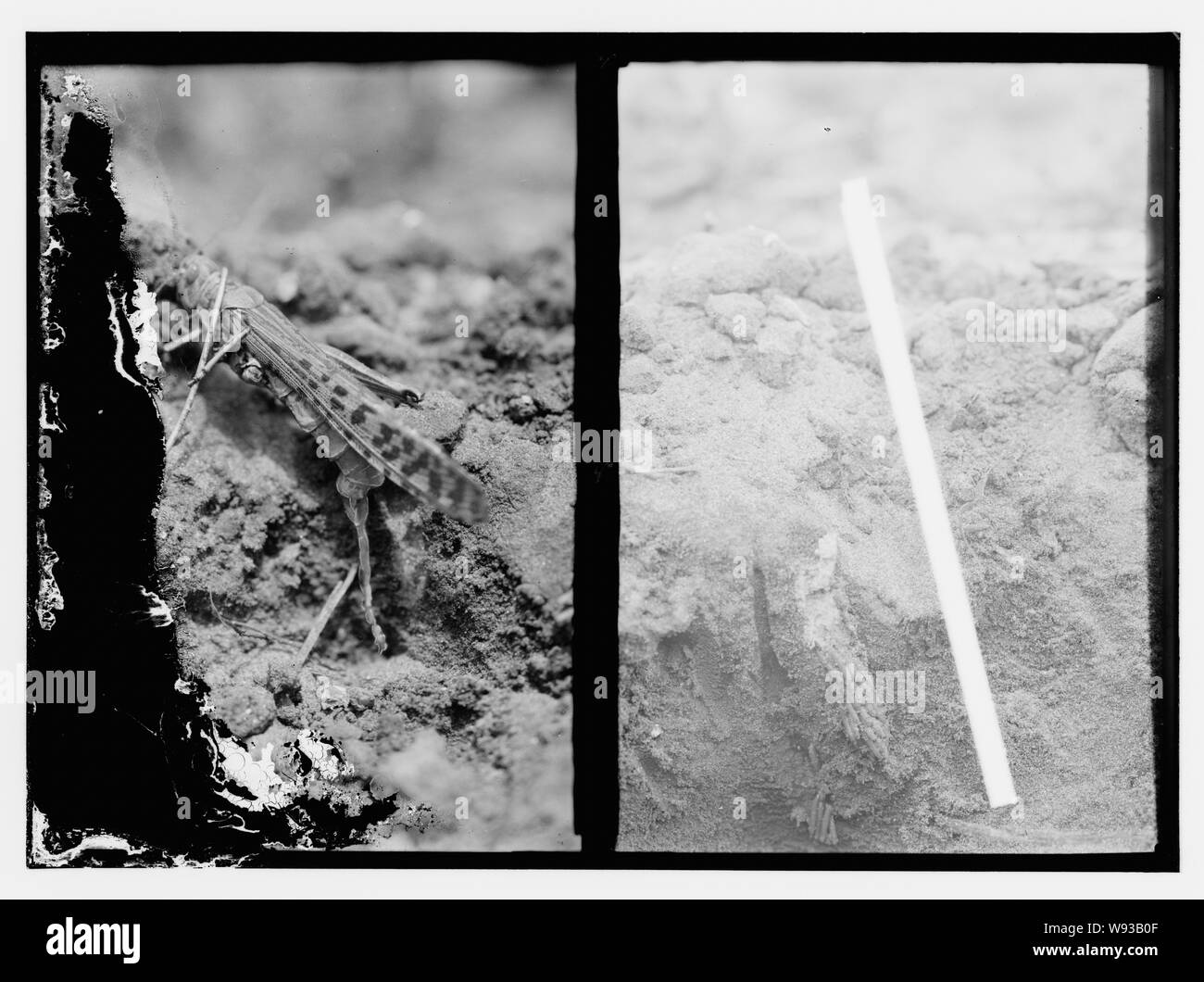 Locust eggs hi-res stock photography and images - Alamy