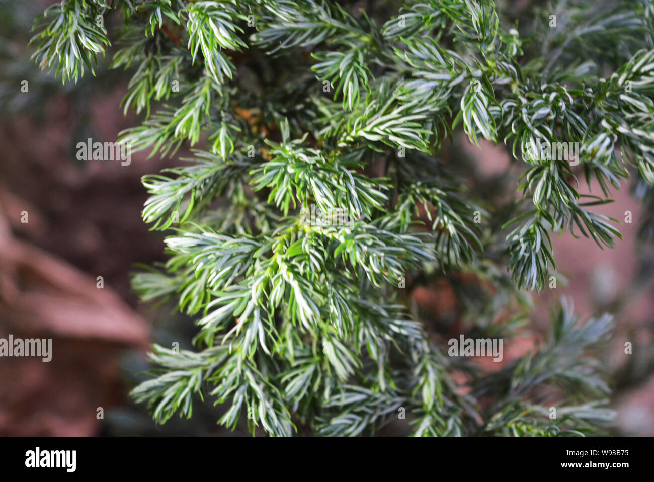 Beautiful non-standard green background, scaly juniper Blue Star Stock ...
