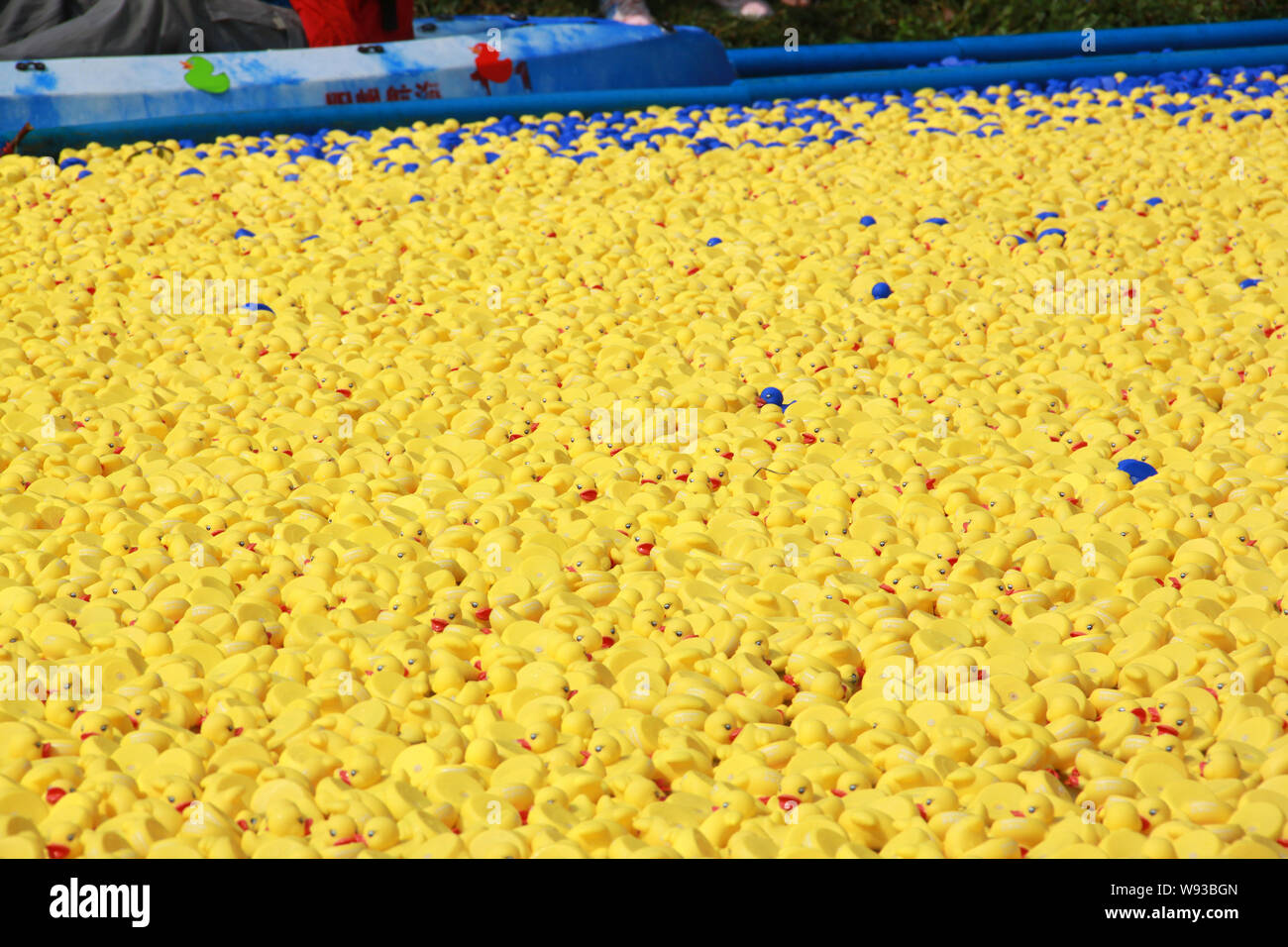 Rubber ducks drift along Futian River during a charity event at ...