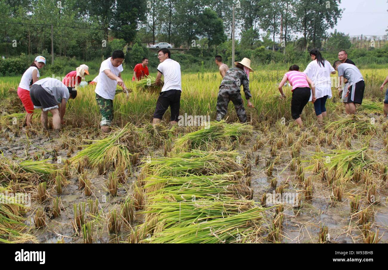 Hunan rice field hi-res stock photography and images - Alamy