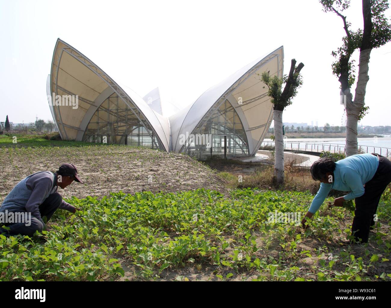 Chinese farmers work in front of a greenhouse, which looks like Sydney ...