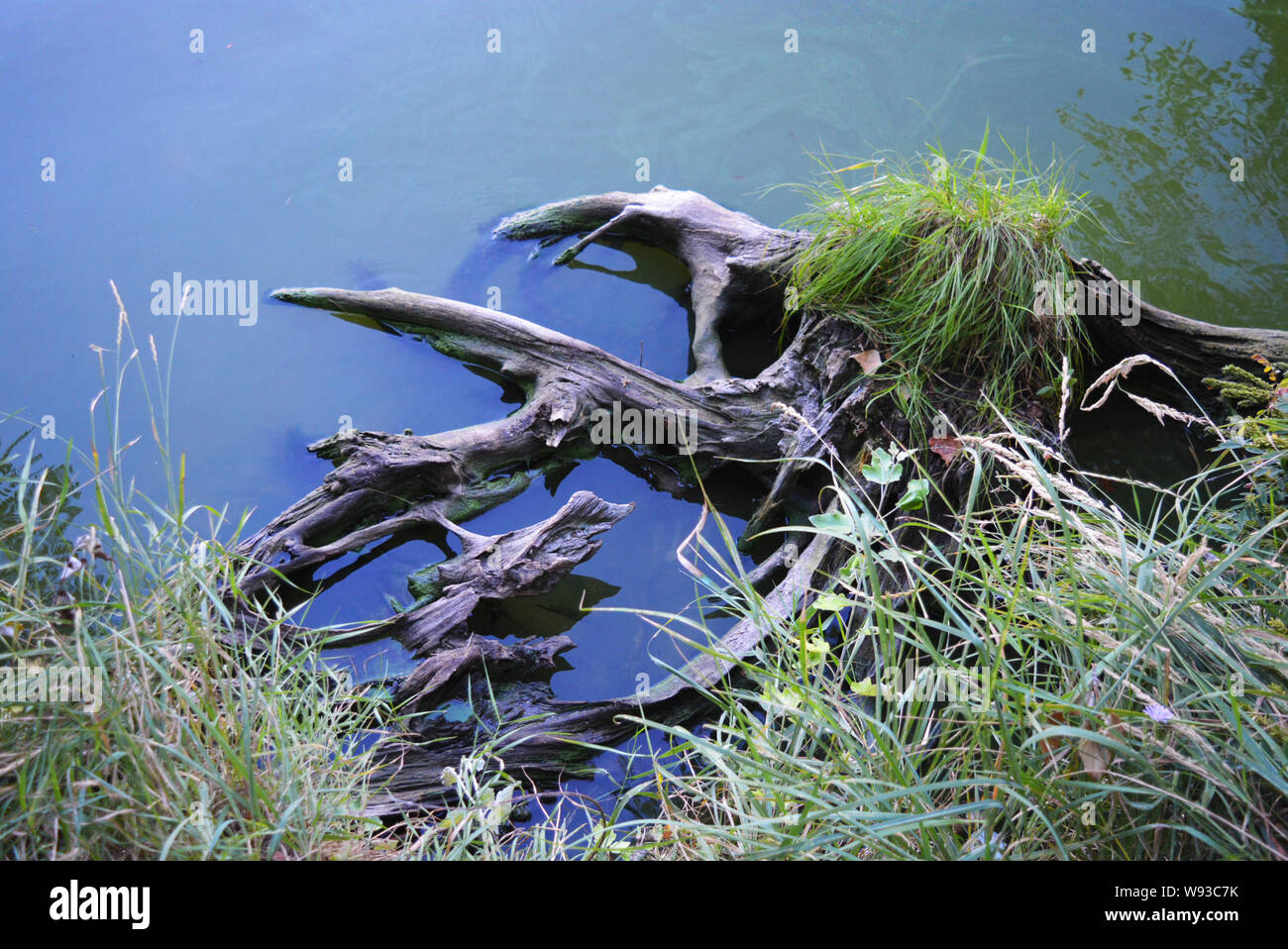 Samara river bank with gray tree roots, green bushes of grass and ...
