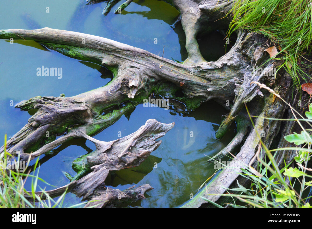 Samara river bank with gray tree roots, green bushes of grass and ...