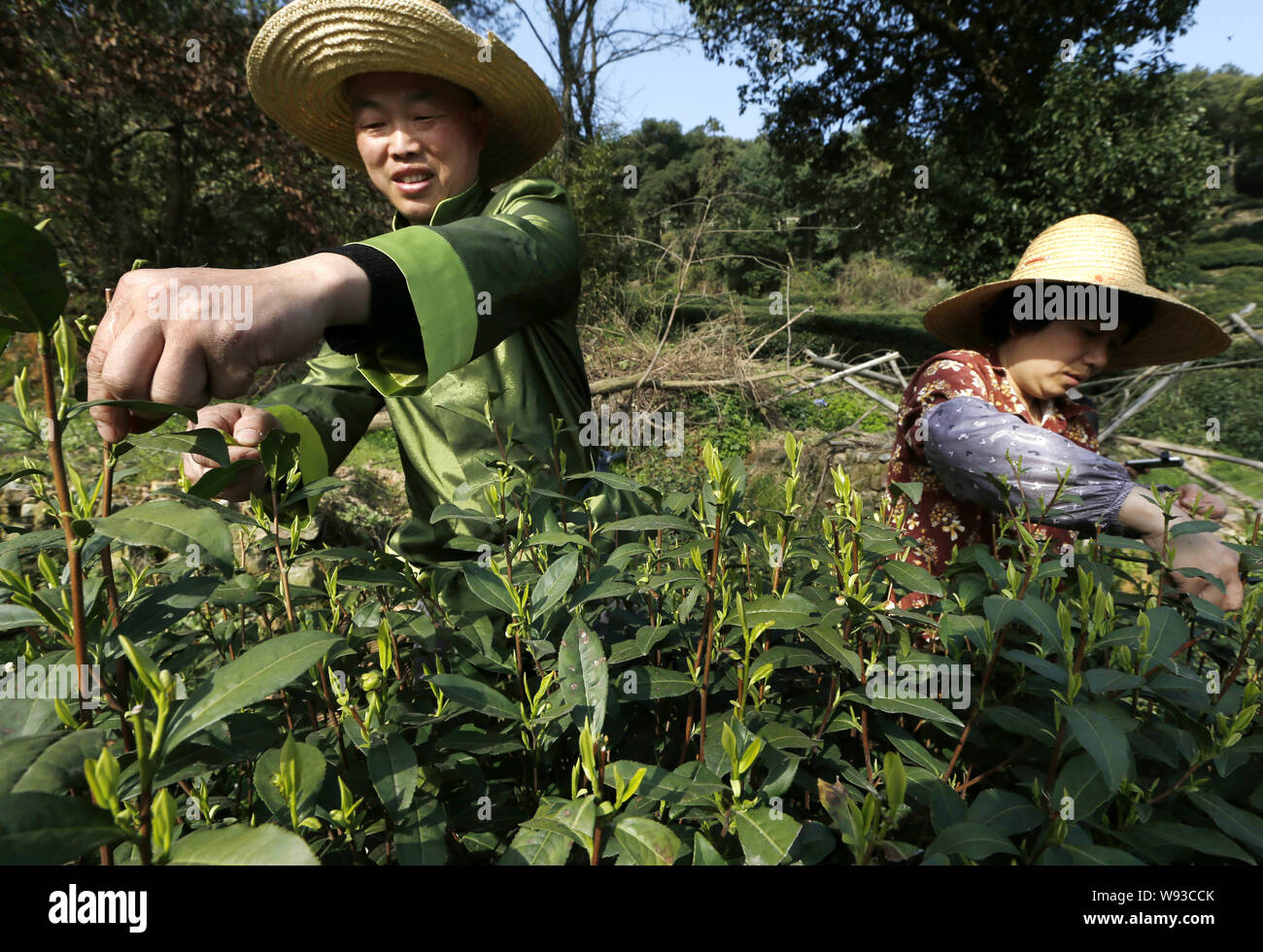 Chinese farmers pick Longjing (dragon well) tea leaves at a tea ...