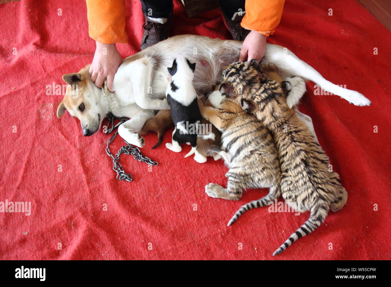 Baby Tigers Playing With Dog