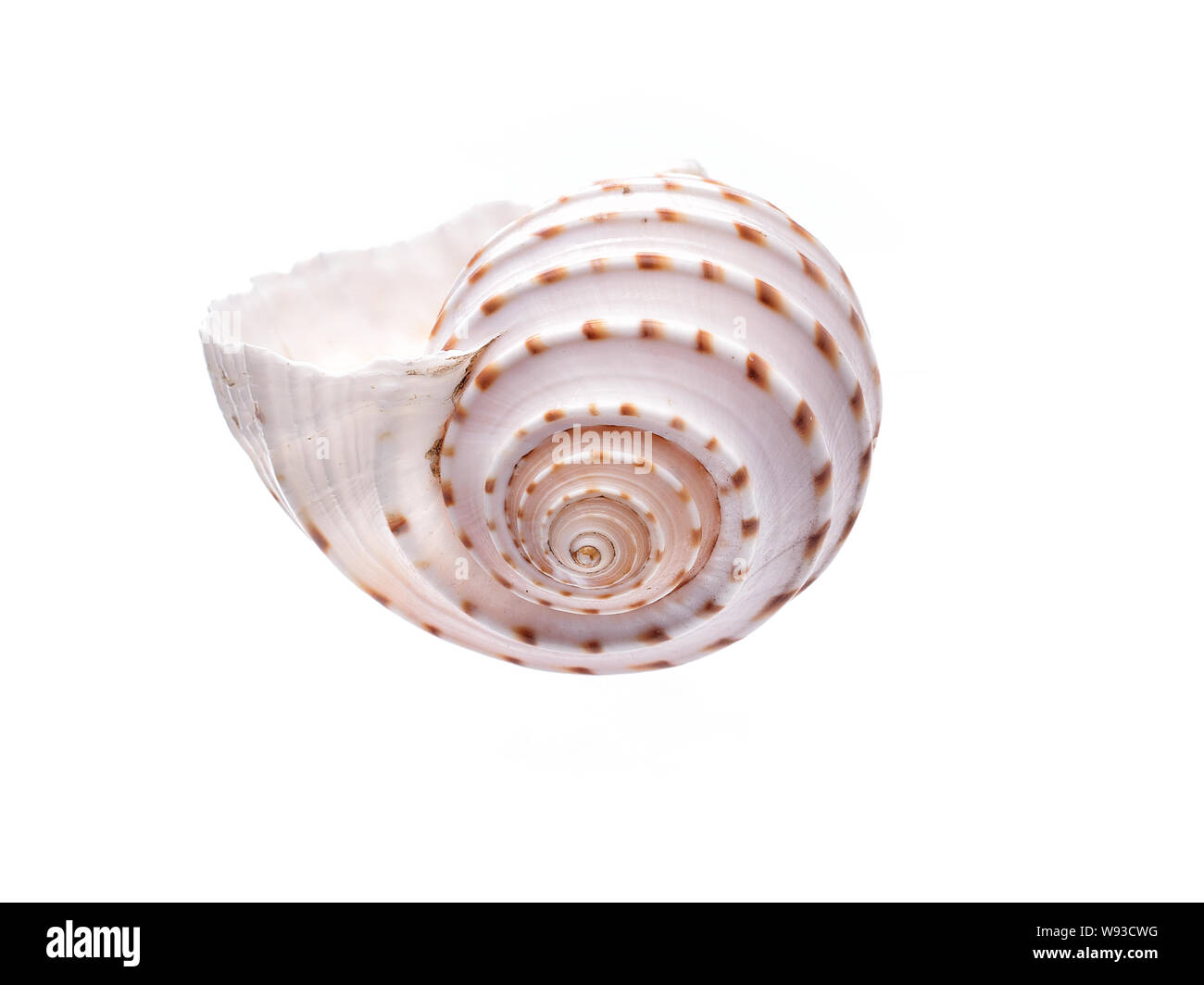 Sea natural shell, original pattern of marine life. Safety Shelter for ...