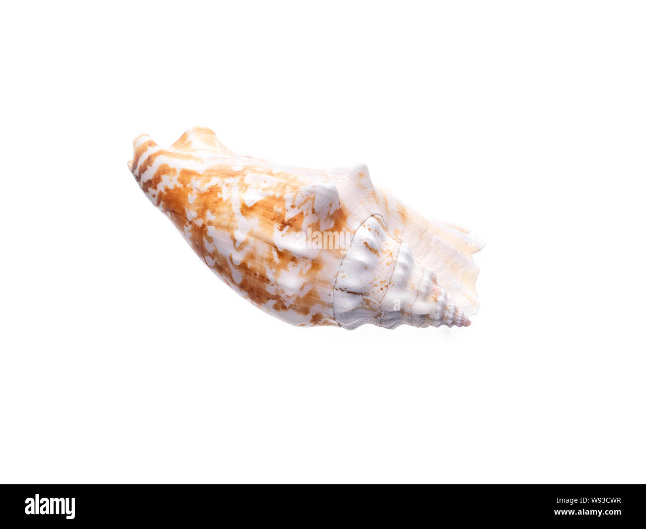 Sea natural shell, original pattern of marine life. Safety Shelter for ...