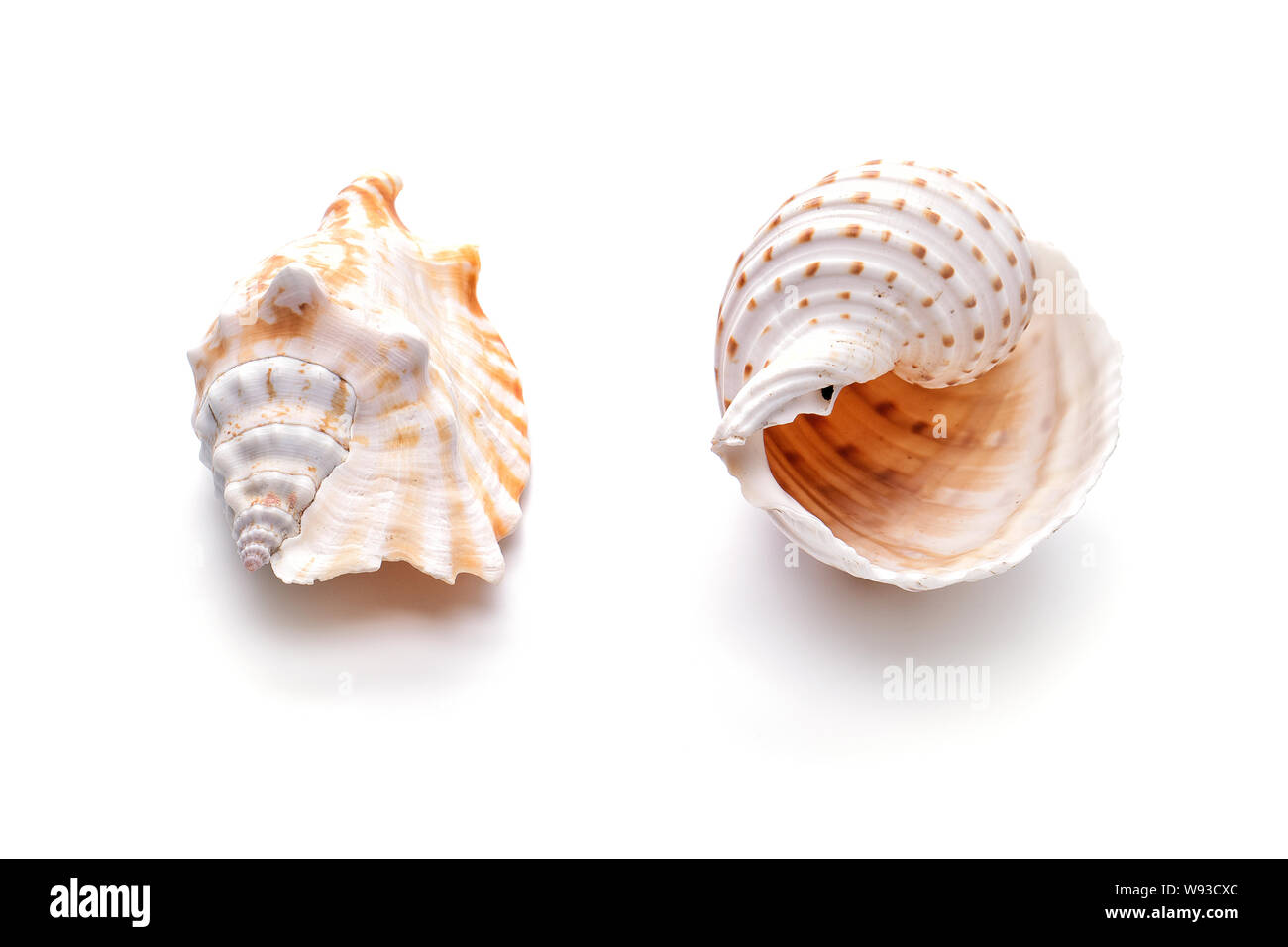 Sea natural shell, original pattern of marine life. Safety Shelter for ...