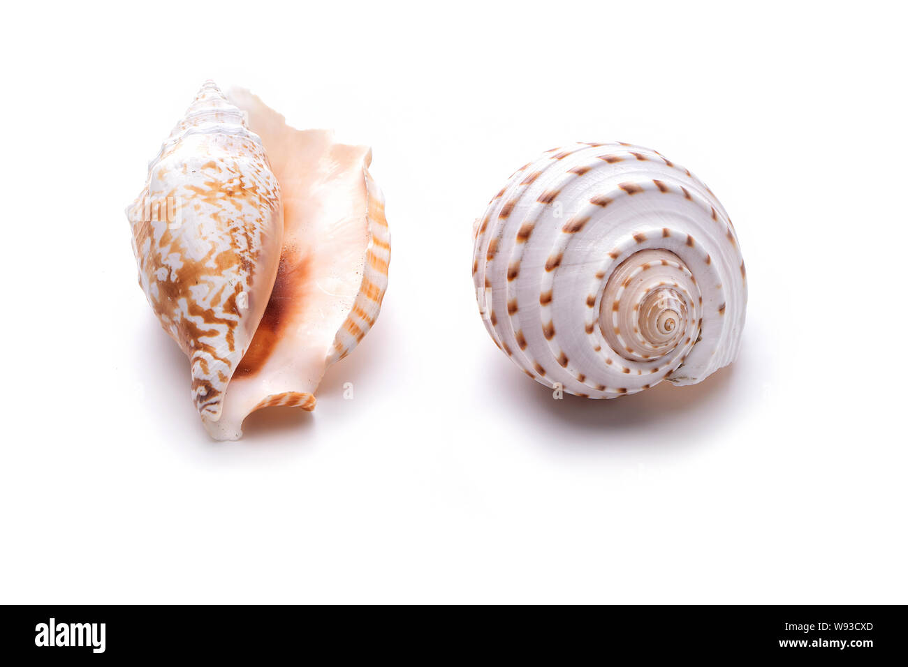 Sea natural shell, original pattern of marine life. Safety Shelter for ...