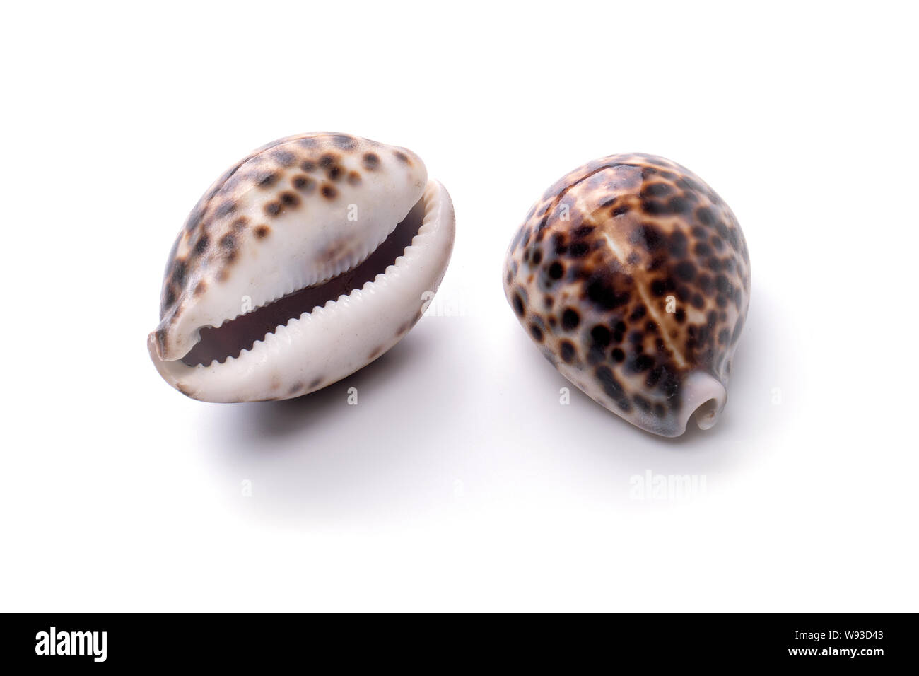 Sea natural shell, original pattern of marine life. Safety Shelter for ...