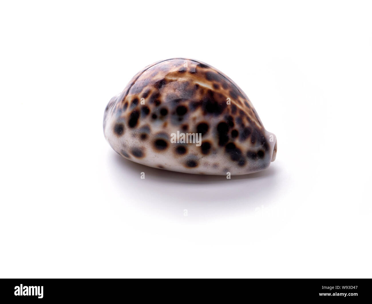 Sea natural shell, original pattern of marine life. Safety Shelter for ...