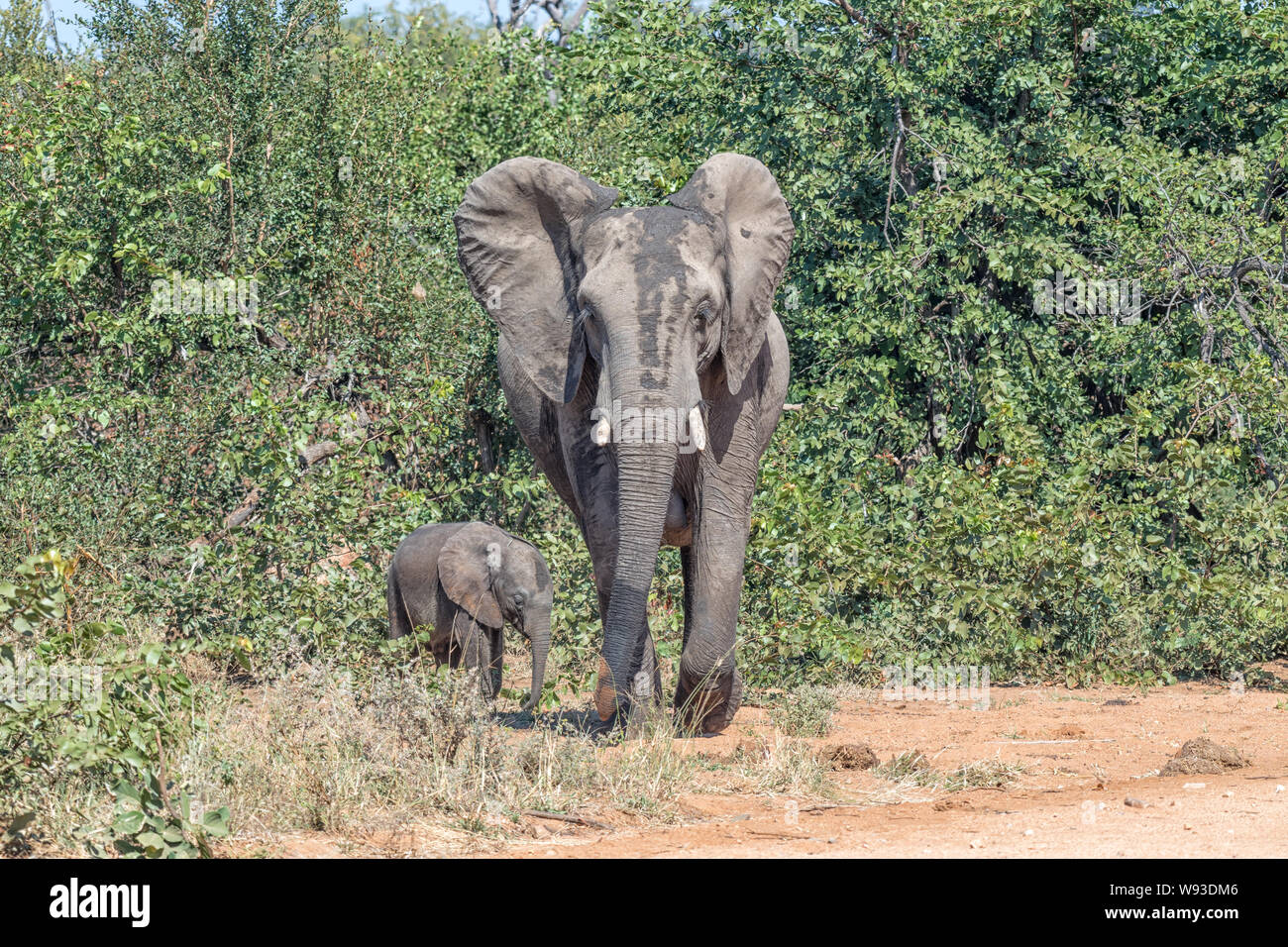 African elephant cow hi-res stock photography and images - Alamy