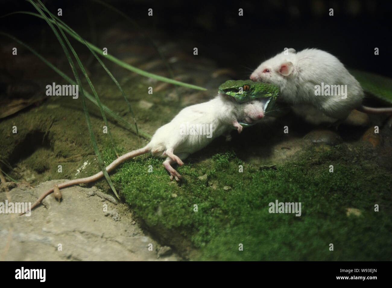 A white mouse attacks a viper as it tries to rescue another killed and ...