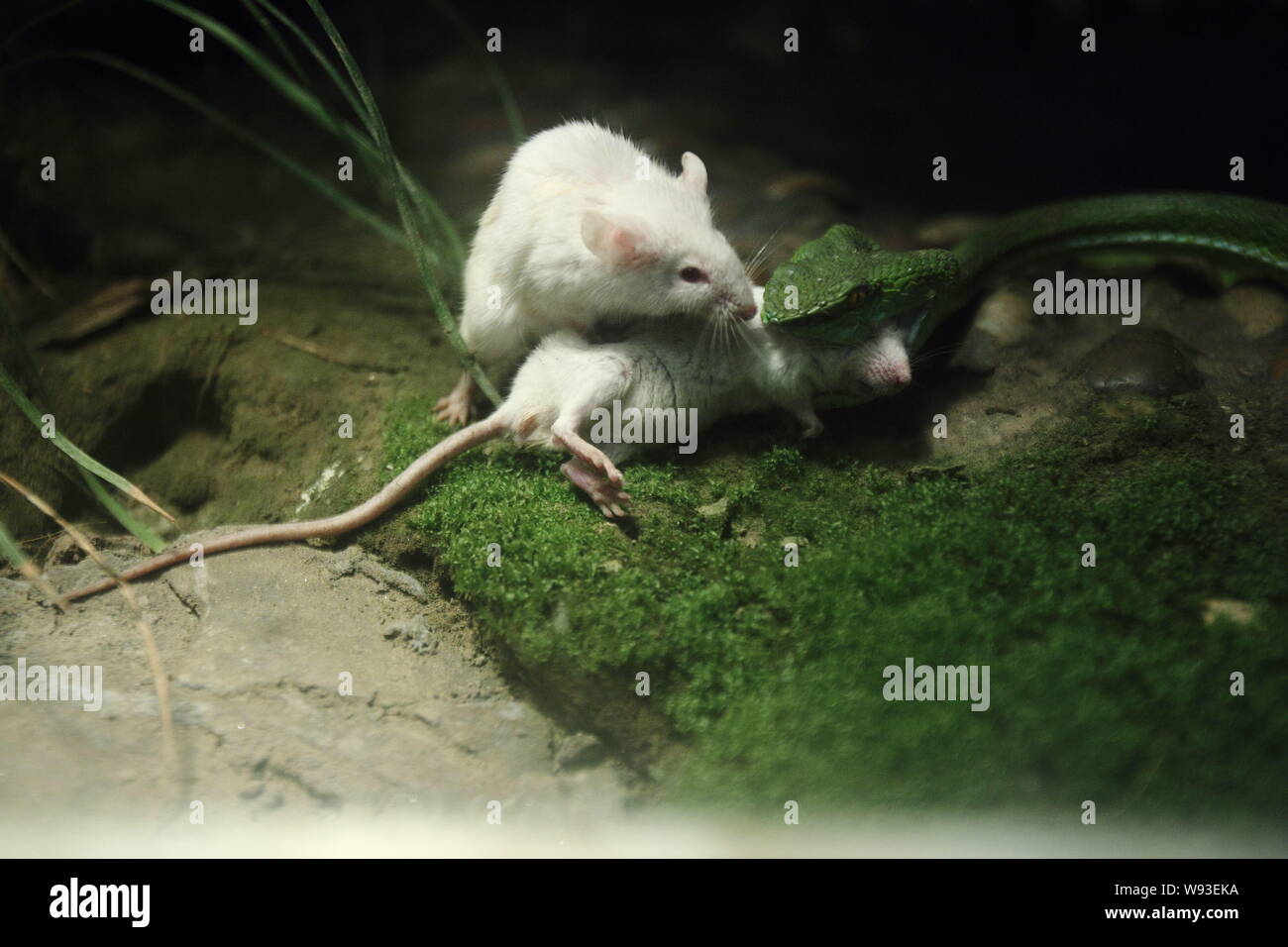 A white mouse tries to rescue another killed and being swallowed by a ...