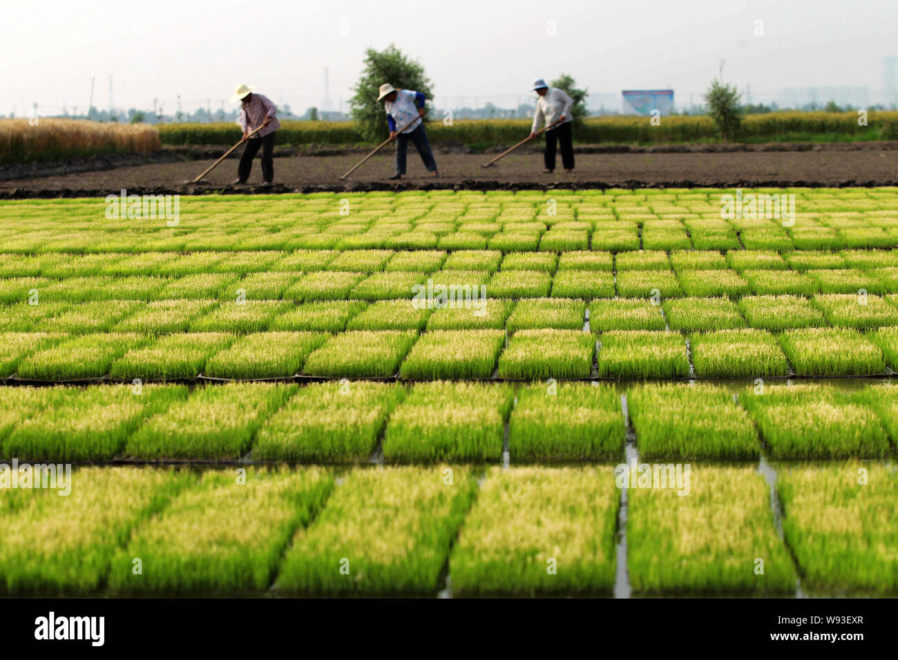 --FILE--Local farmers plant rice at a field in Chaiwan Town, east ...
