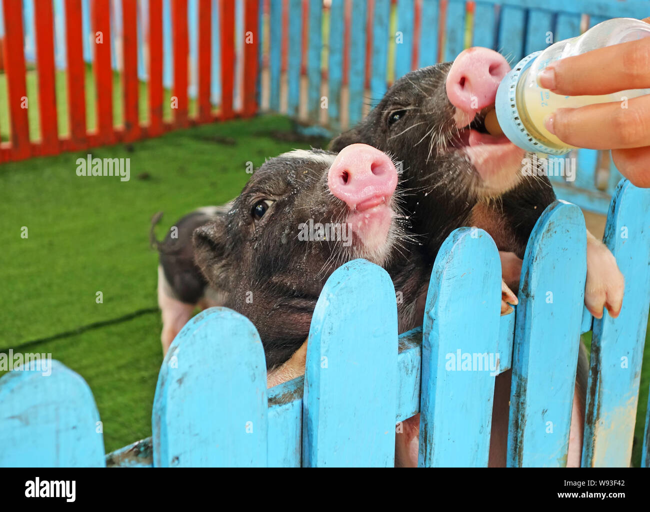 Feeding piglet bottle milk hi-res stock photography and images - Alamy