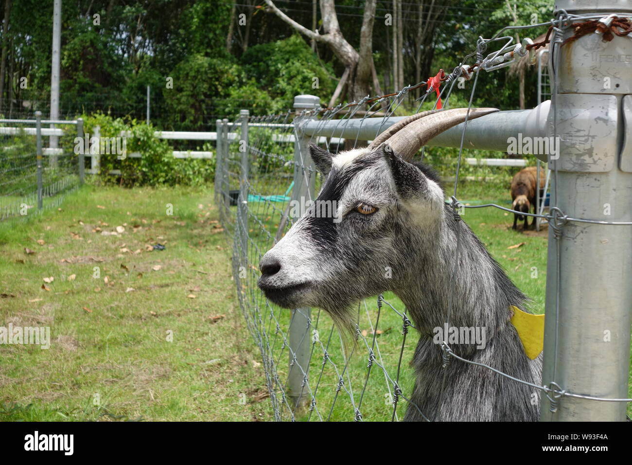 a goat in a outdoor farm Stock Photo - Alamy