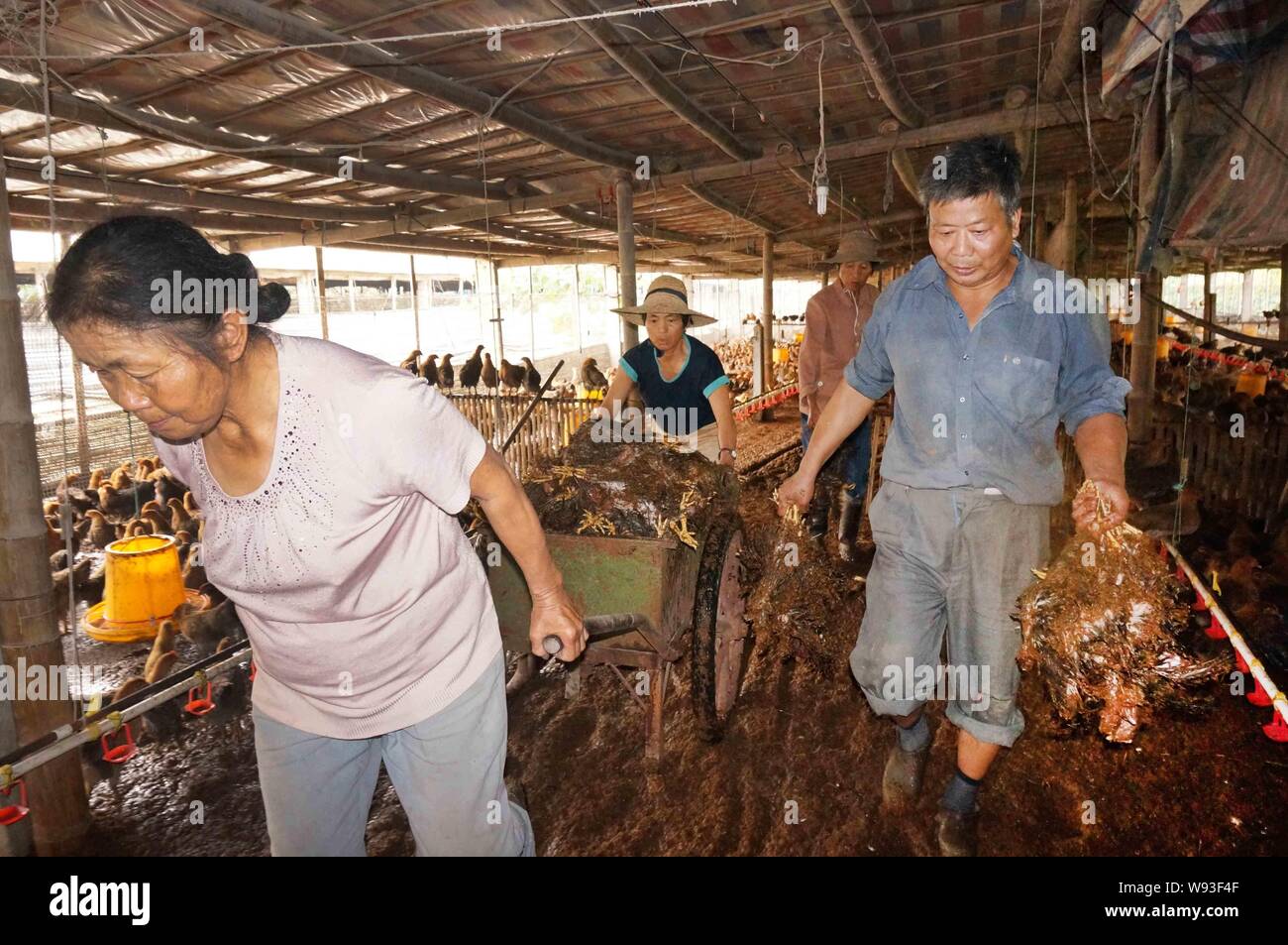 Drowned chicken hi-res stock photography and images - Alamy