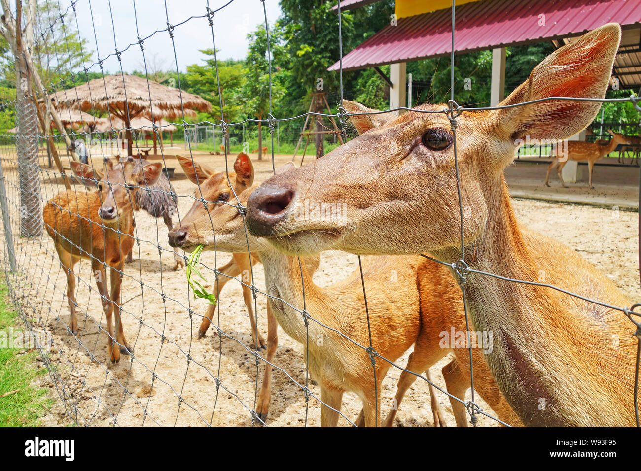 Deers farm hi-res stock photography and images - Alamy