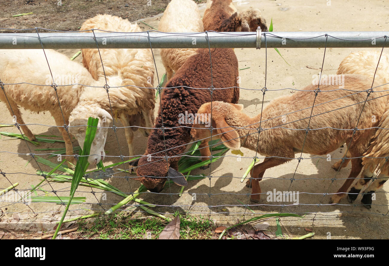 Cute funny goats eating grass hi-res stock photography and images - Alamy