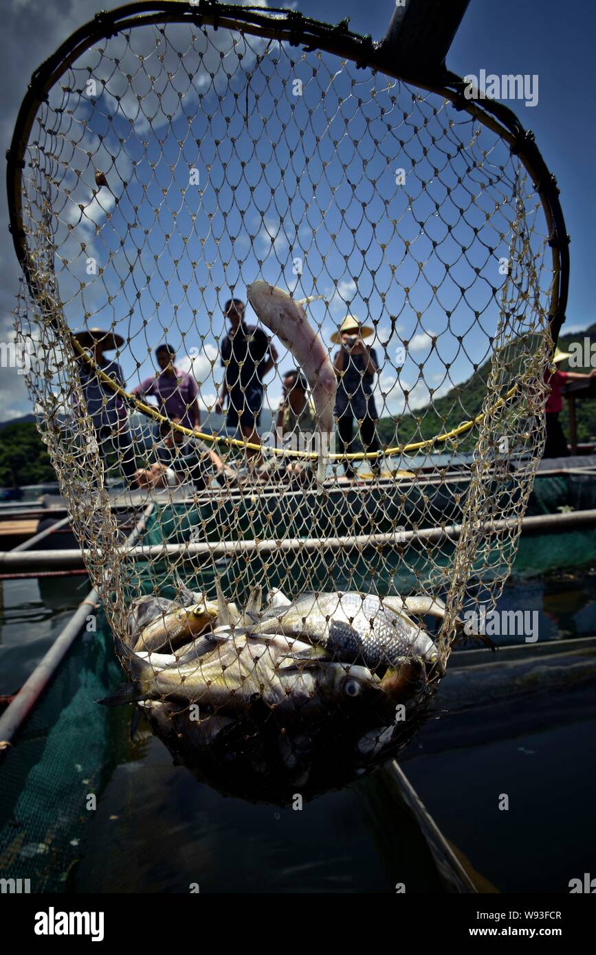 Local Chinese villagers show dead fish from the Hejiang River, which is ...