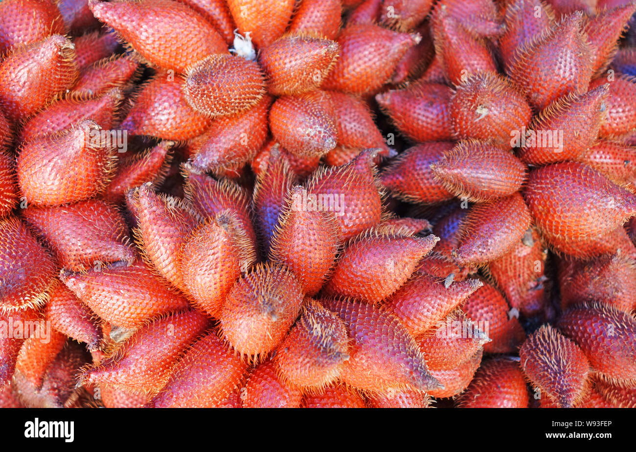 Salacca stolonifera hi-res stock photography and images - Alamy