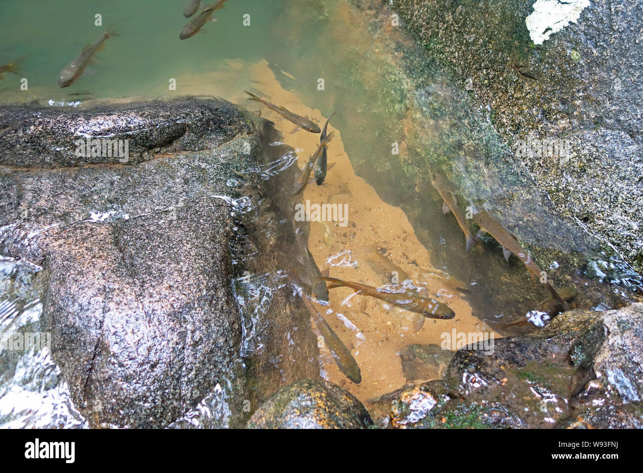 Mahseer Barb Fish in Namtok Phlio National Park waterfall, Chanthaburi ...