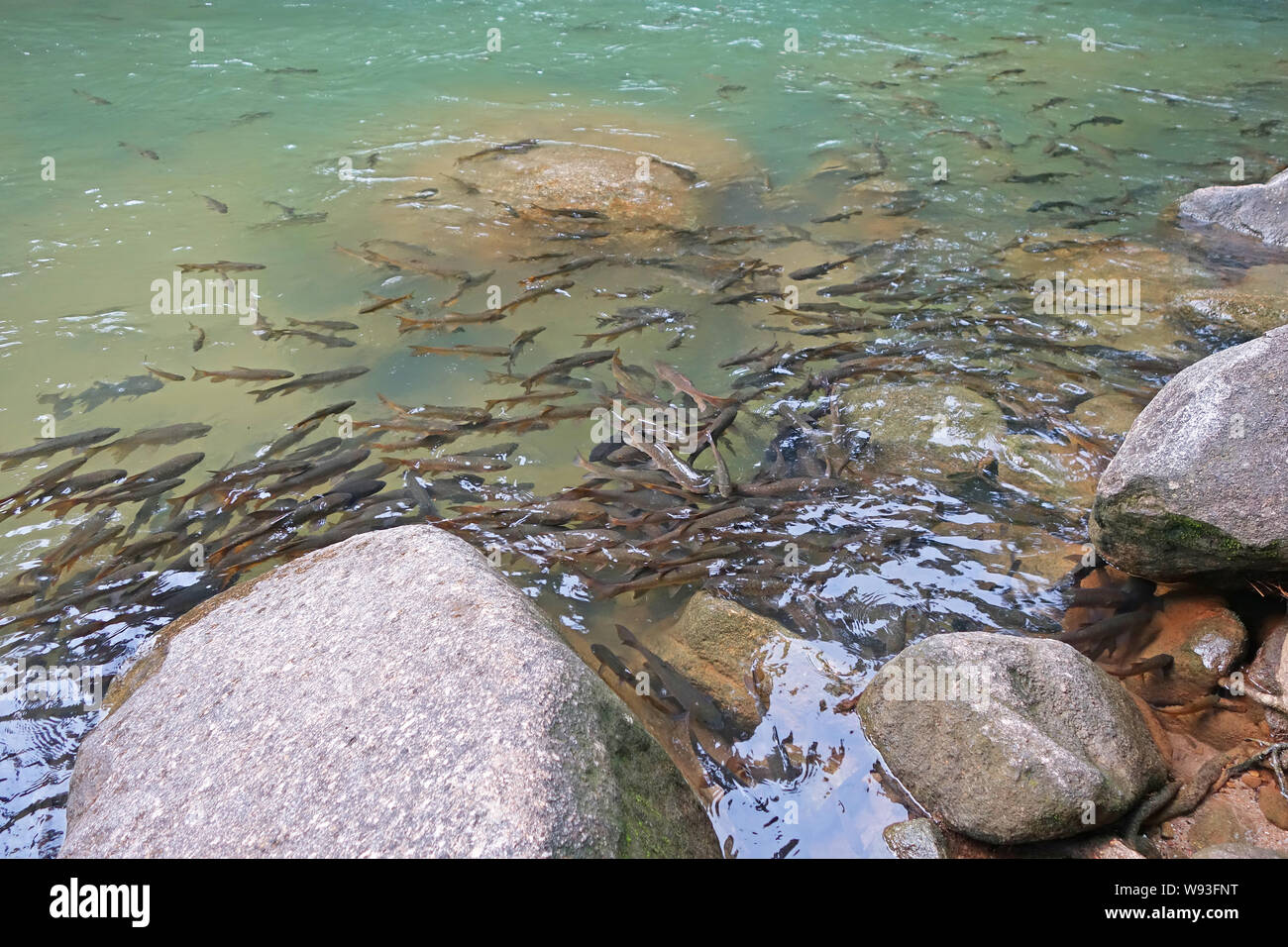 Mahseer fish hi-res stock photography and images - Alamy