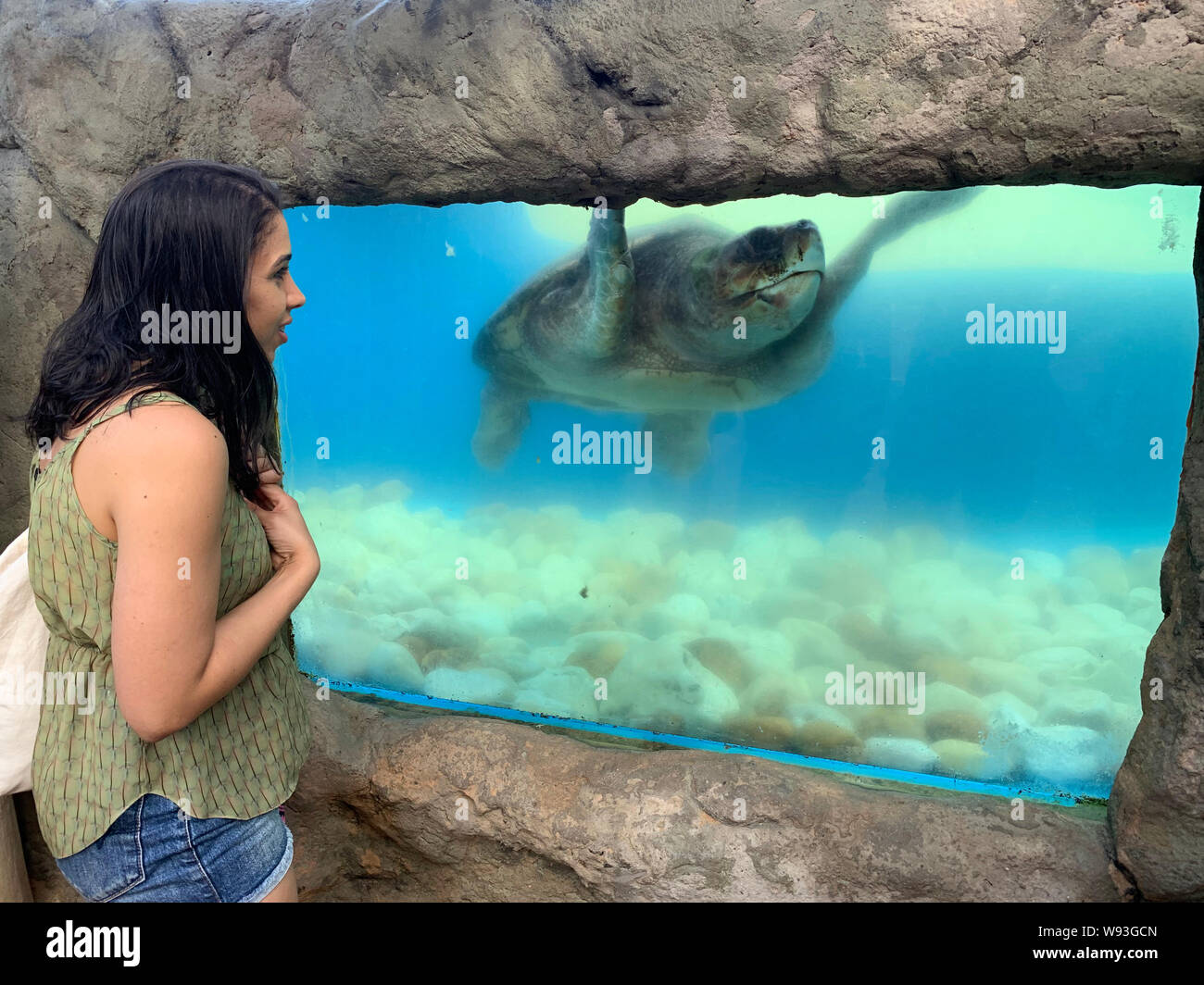 Praia do Forte- Bahia, August 10, 2019, sea turtles in the Tamar ...